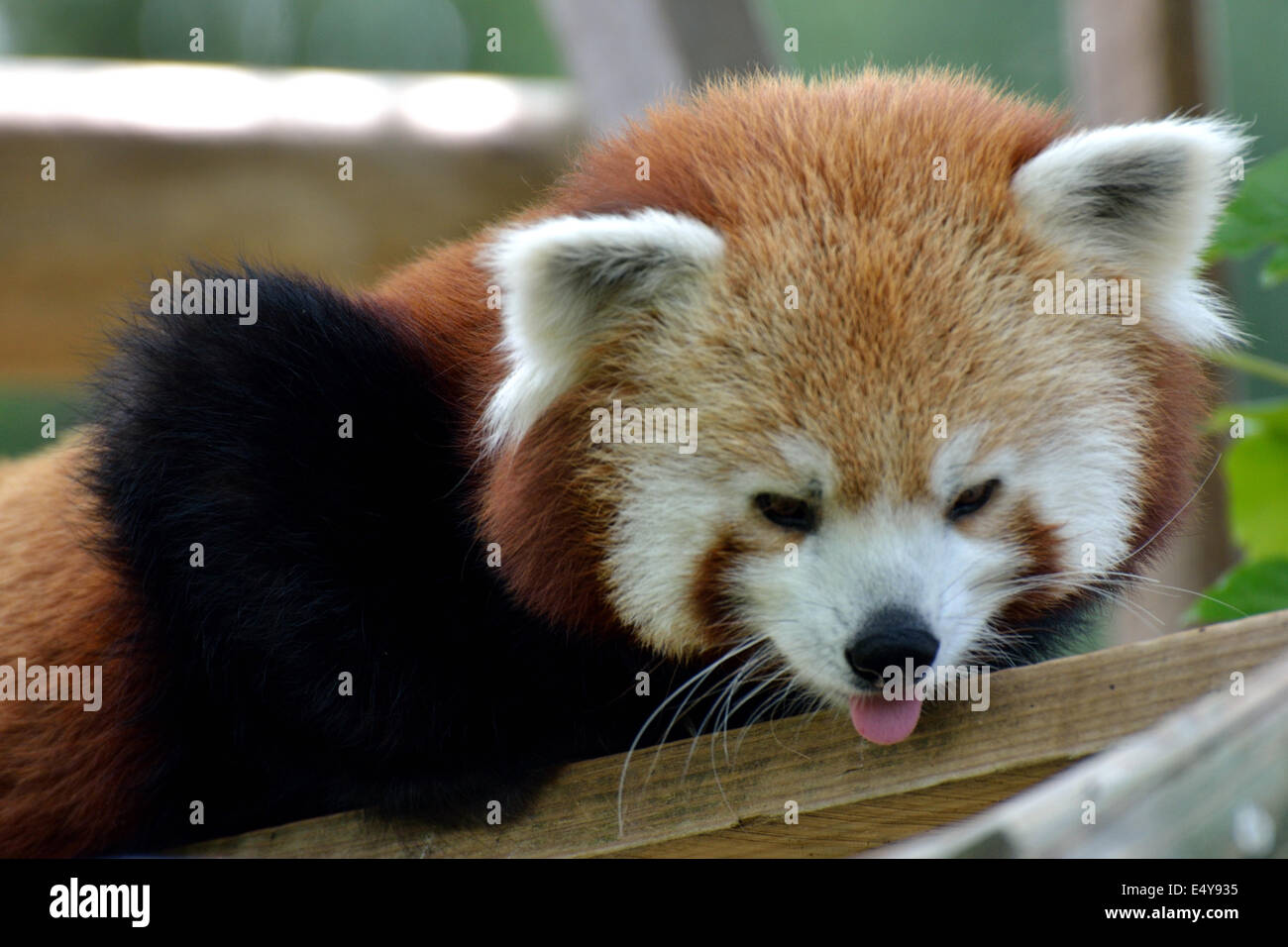 red panda head Stock Photo - Alamy