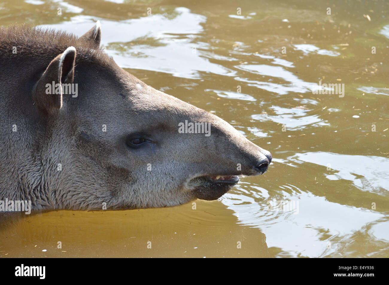 Tapir swimming hi-res stock photography and images - Alamy