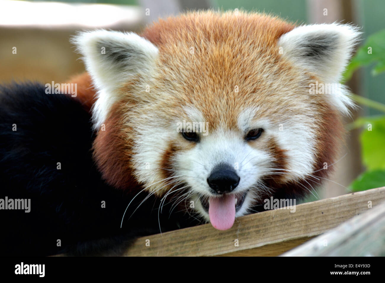 Lovely bhutan hi-res stock photography and images - Alamy