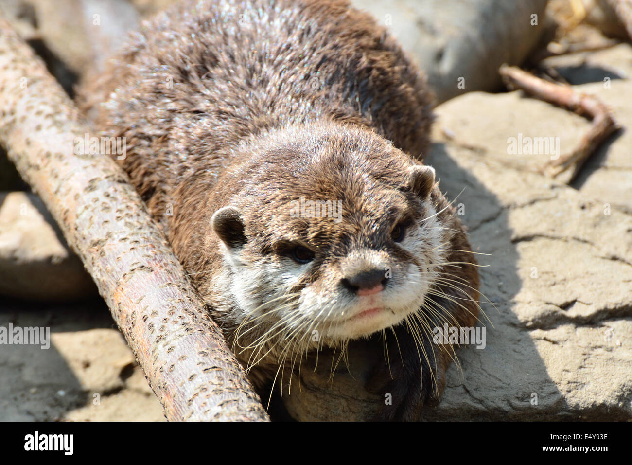 Otter on Rocks Stock Photo - Alamy