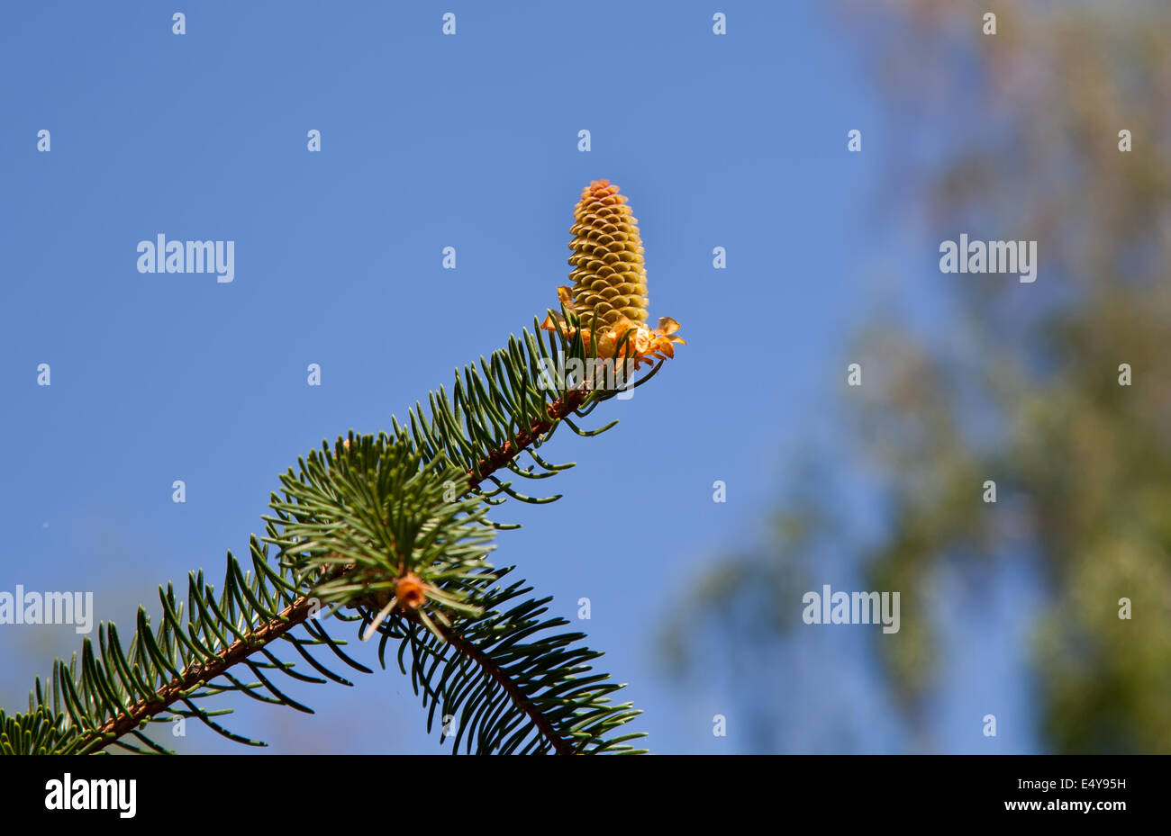 Cone fir hi-res stock photography and images - Alamy