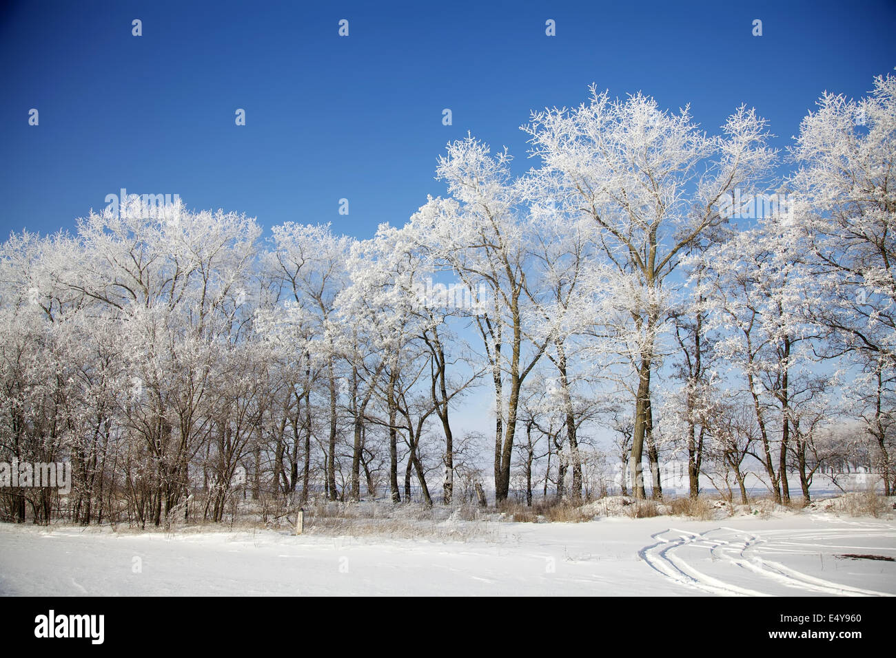 Meadow in the background trees hi-res stock photography and images - Alamy