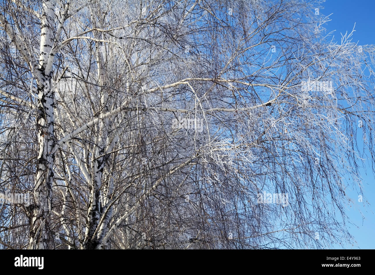 Beautiful crystal ice trees hi-res stock photography and images - Alamy