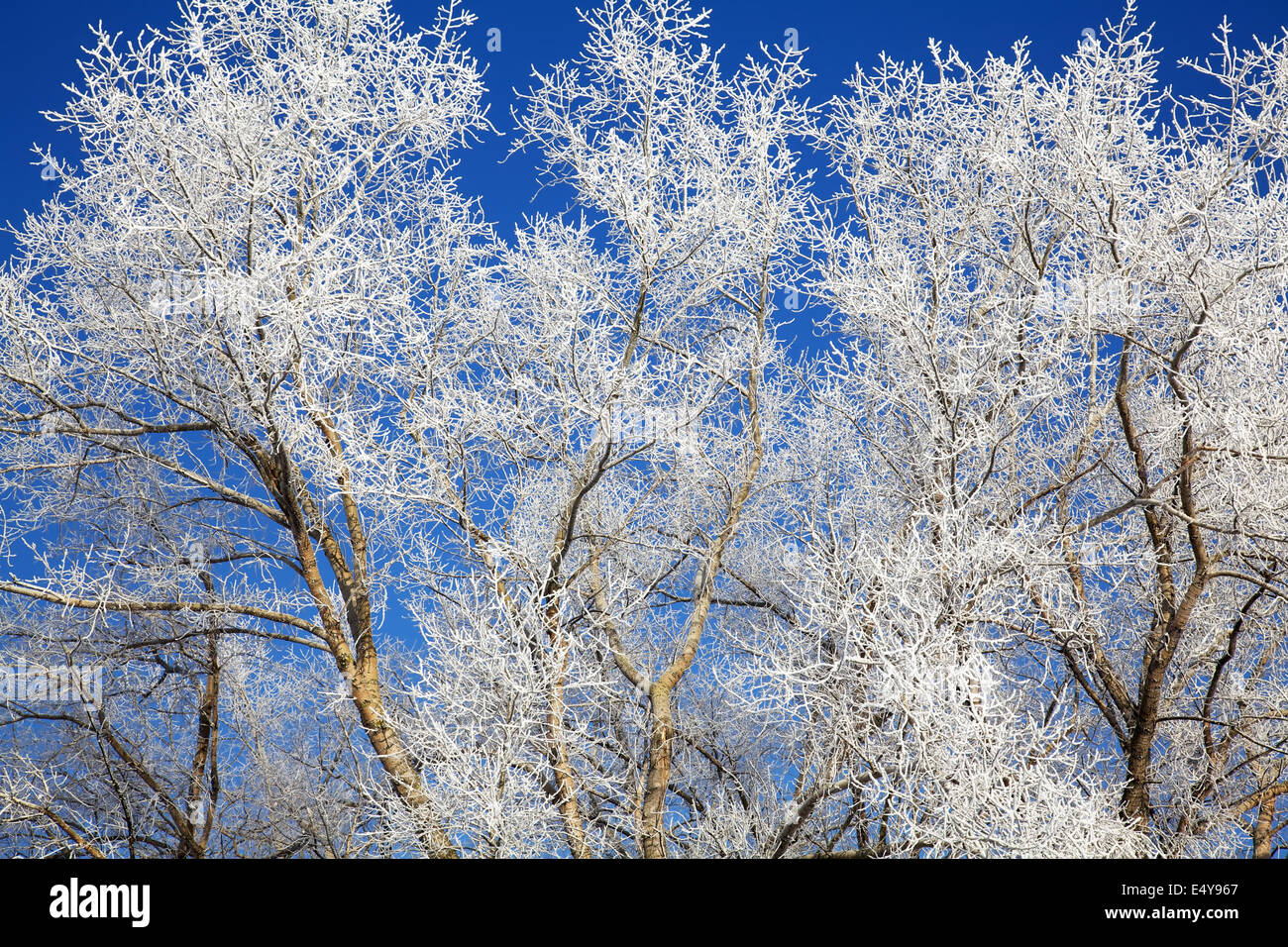 Tree branches frozen in december Stock Photo - Alamy