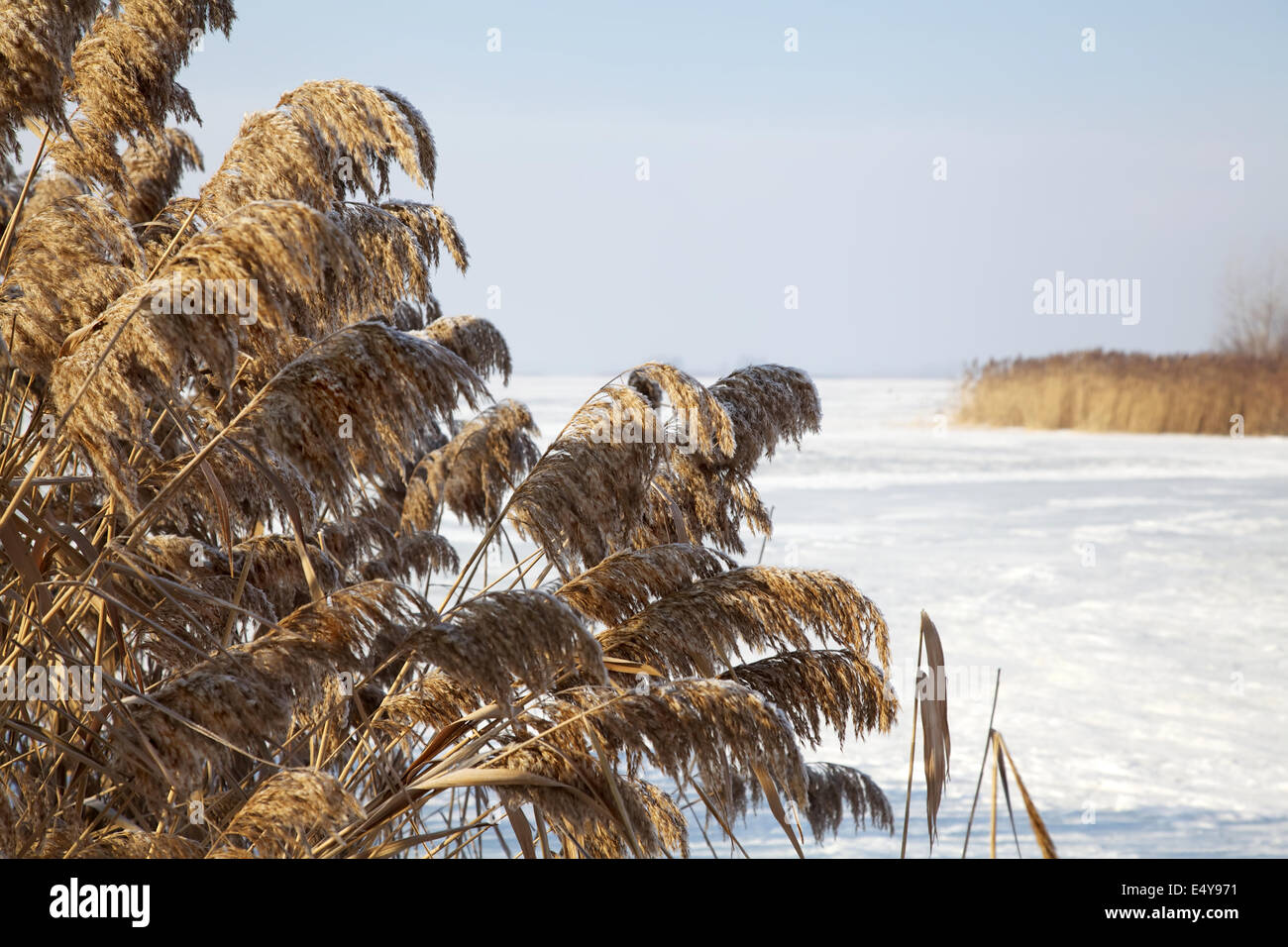 Frozen cane in winter Stock Photo - Alamy