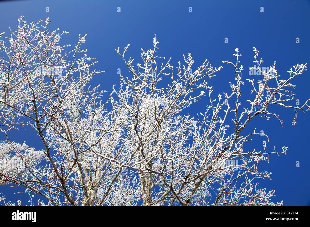 Frost tree hi-res stock photography and images - Alamy