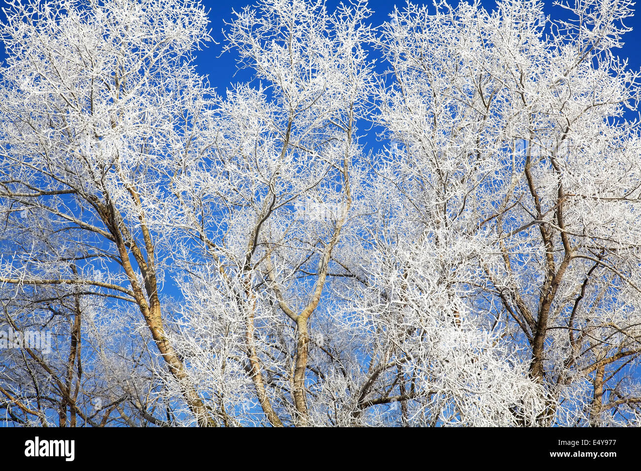 White frost in trees hi-res stock photography and images - Alamy
