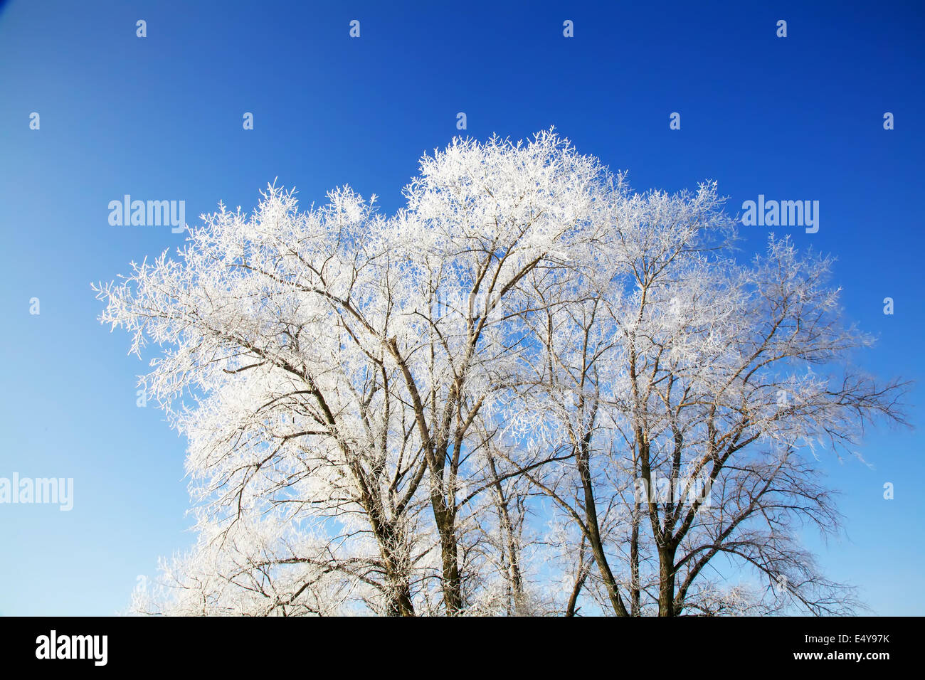 Full trees hi-res stock photography and images - Alamy