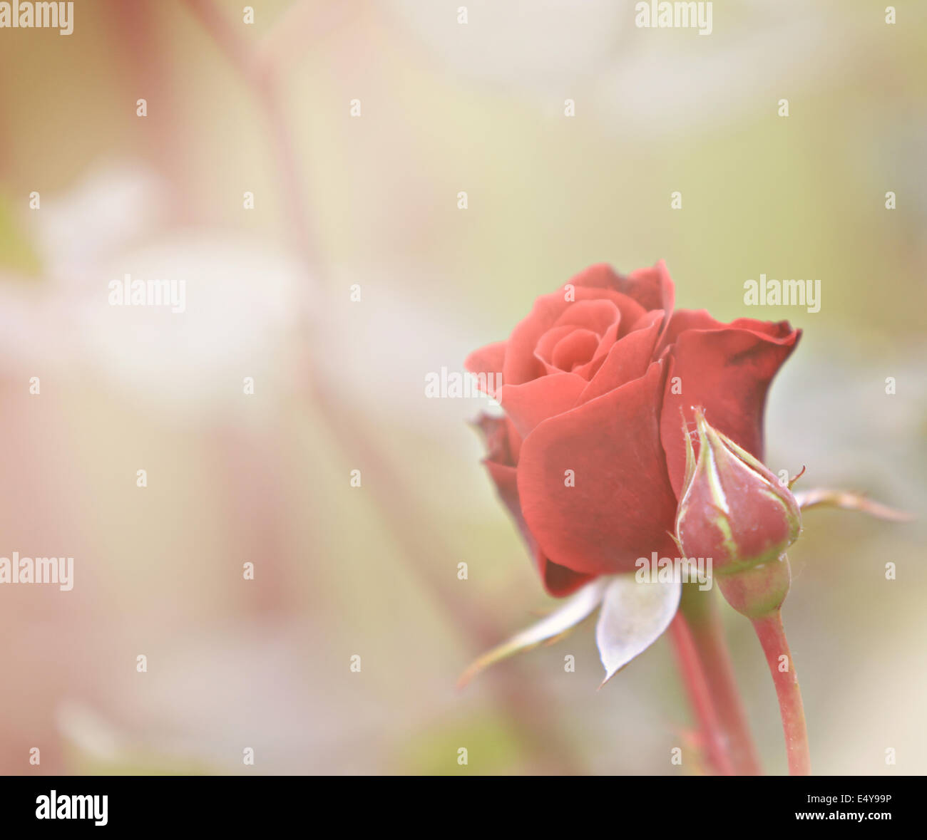Red rose one beautiful rose hi-res stock photography and images - Alamy