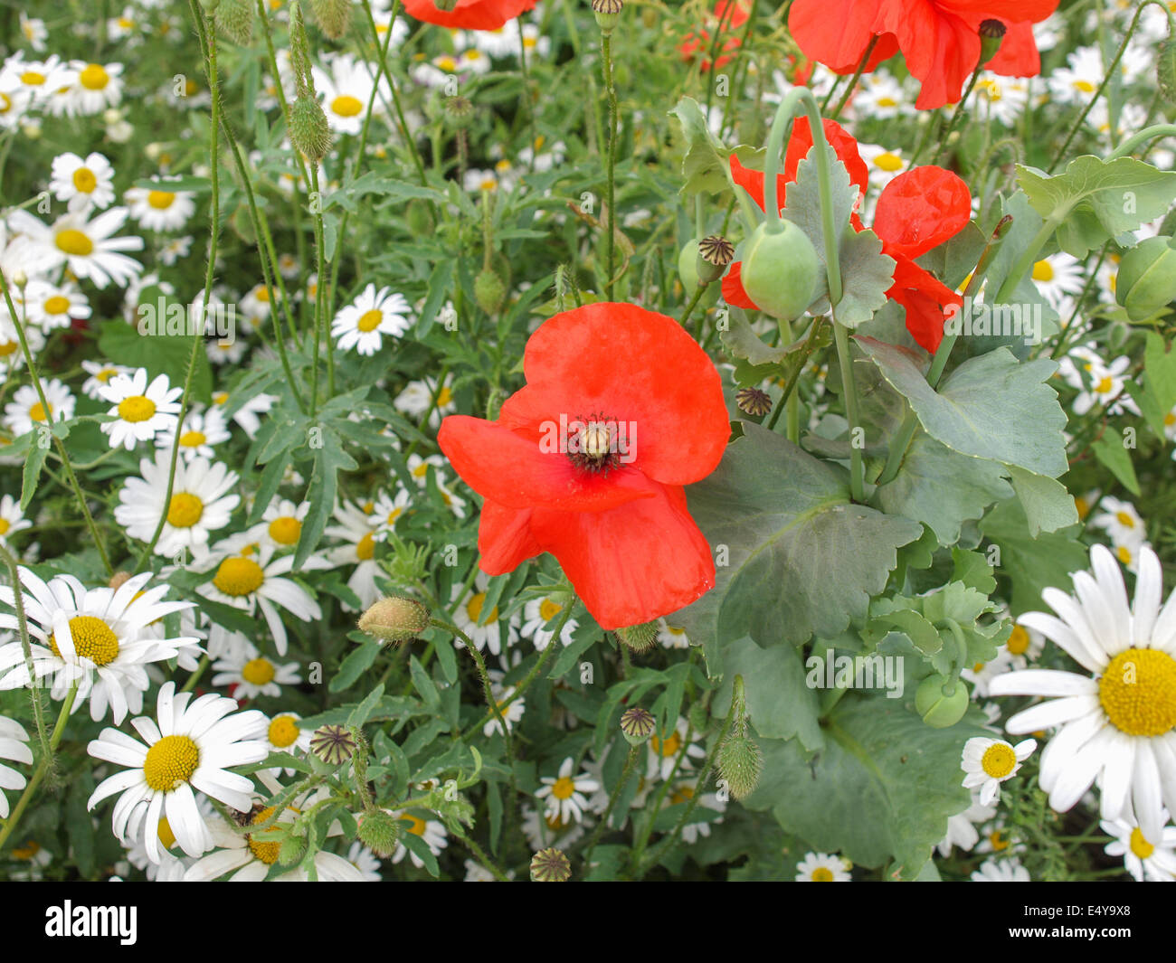 Papaver genus of papaveraceae hi-res stock photography and images - Alamy