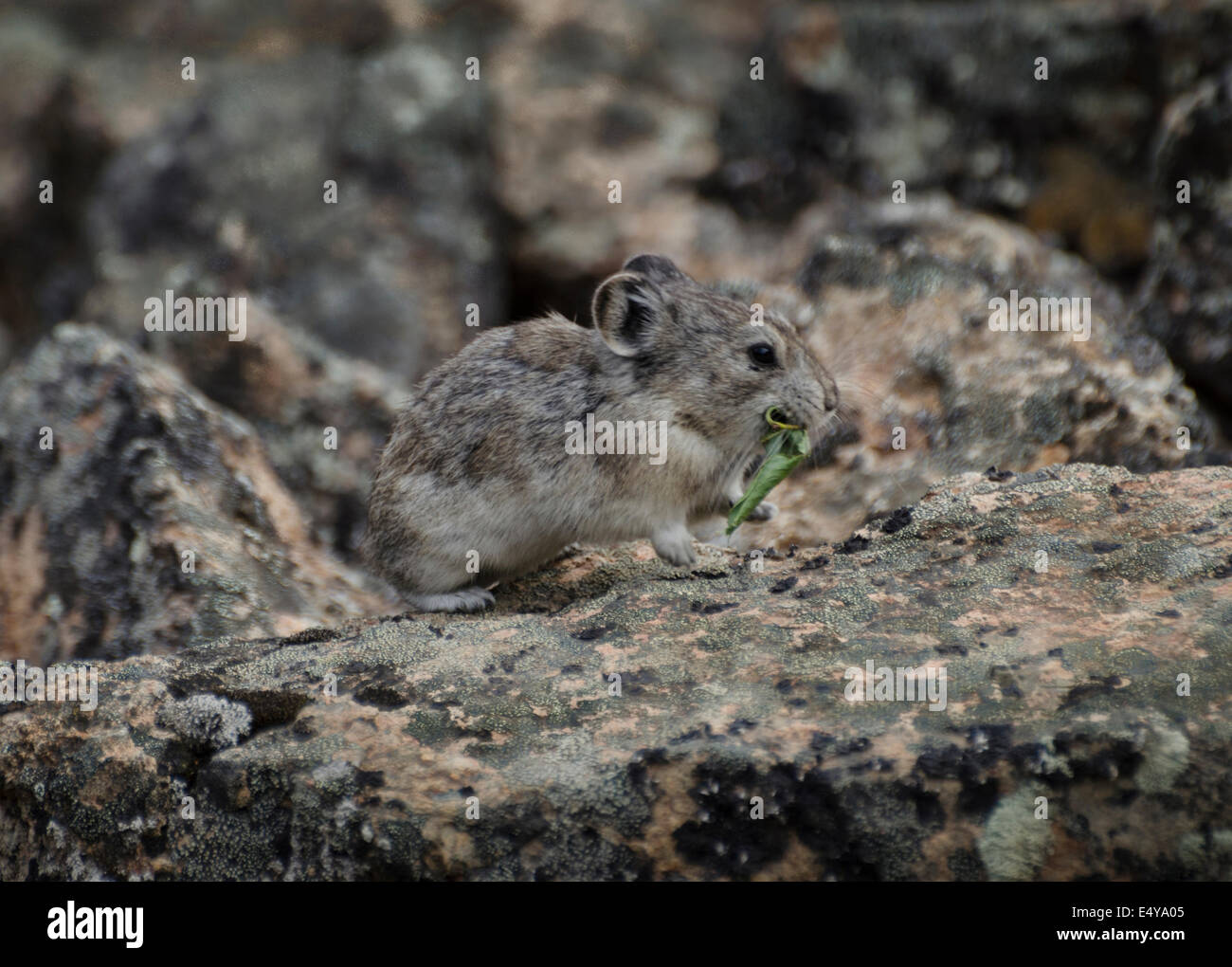 Collared Pika (Ochotona collaris) is a small lagomorph that lives in ...