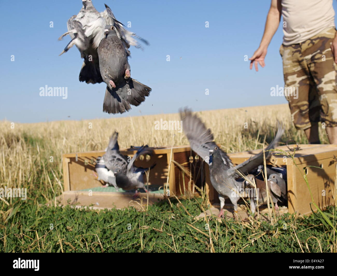 Racing pigeons hi-res stock photography and images - Alamy