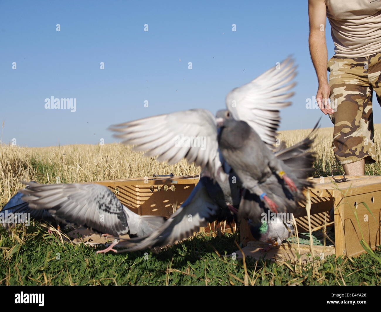 Racing pigeons hi-res stock photography and images - Alamy