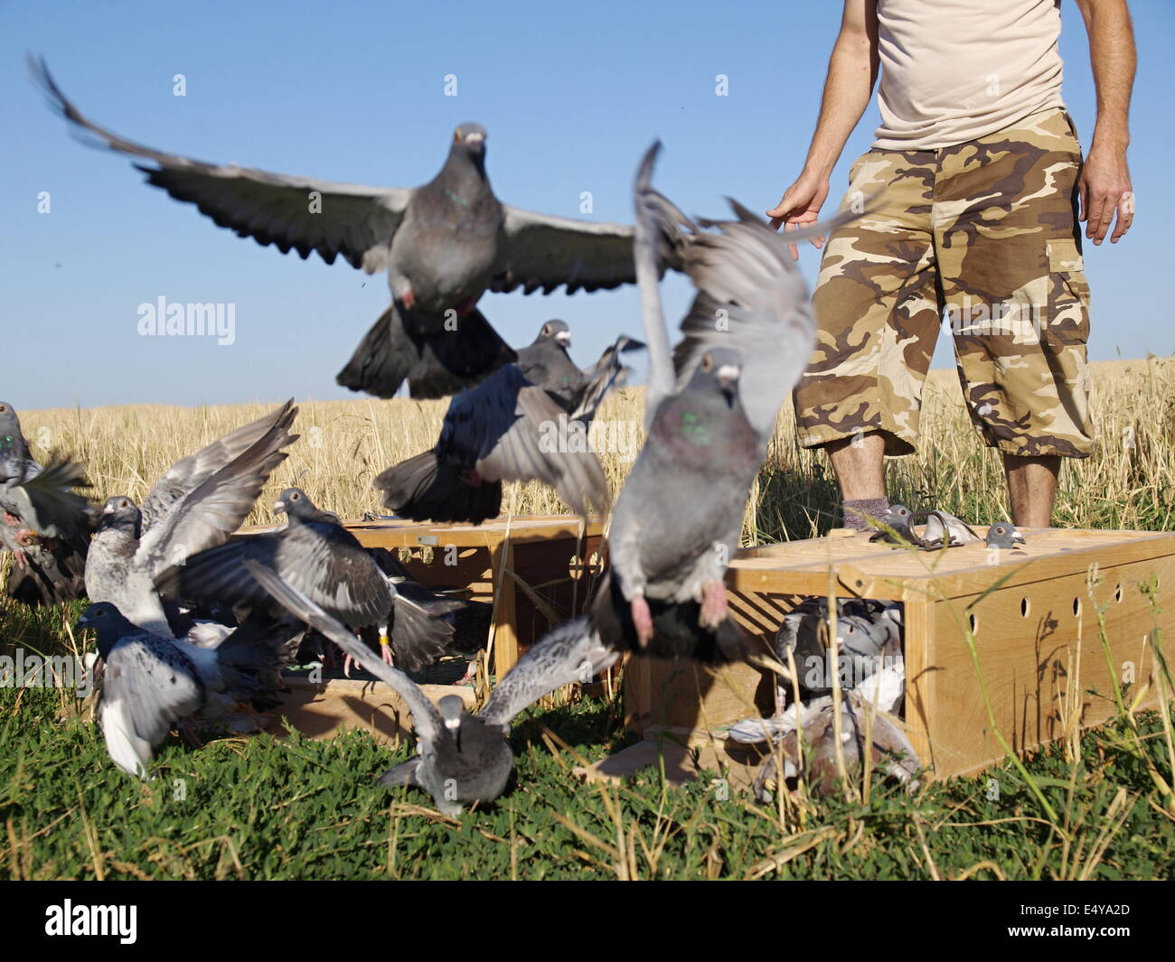 Racing pigeon hi-res stock photography and images - Alamy