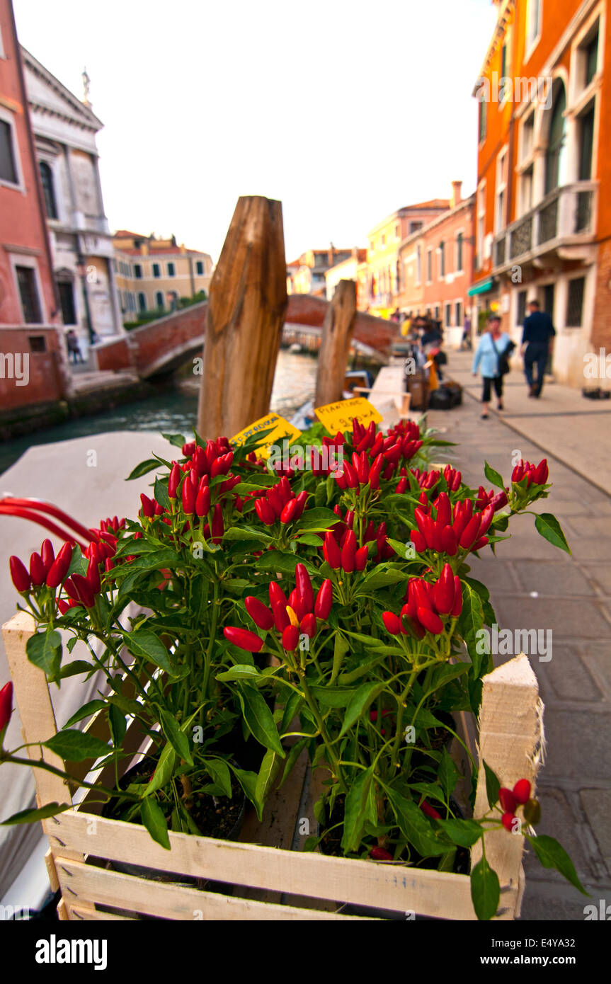 Venice Italy red chili pepper plant Stock Photo - Alamy
