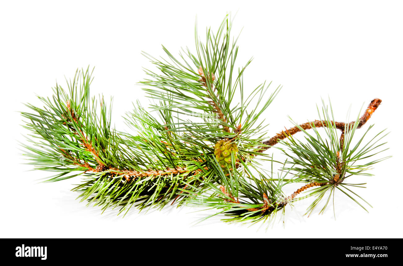 Fir green hi-res stock photography and images - Alamy