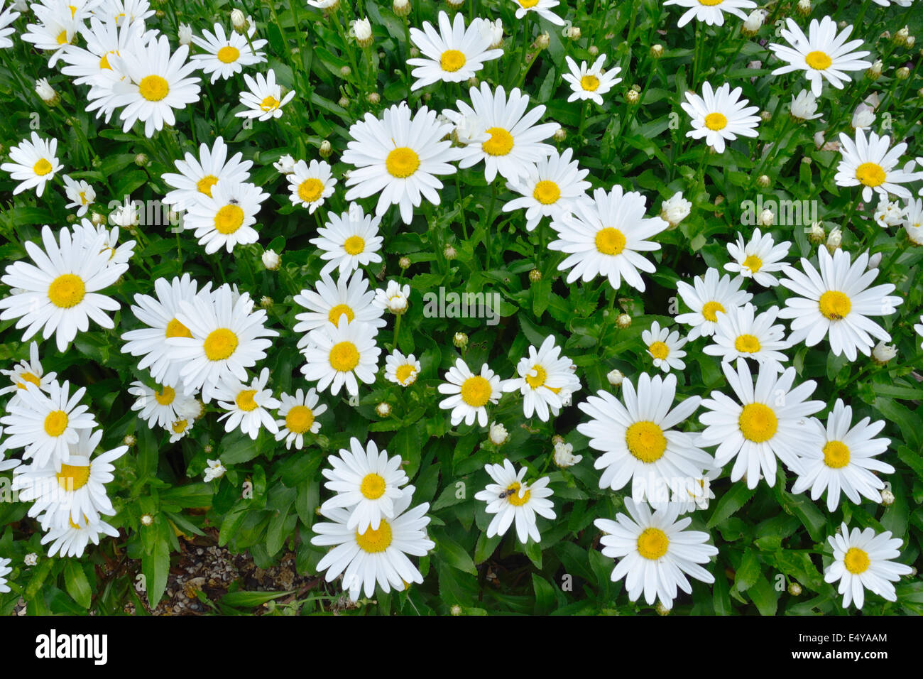 Group of daises Stock Photo - Alamy