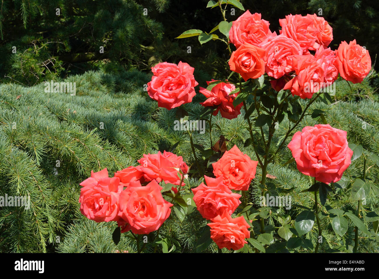 Roses in garden Stock Photo - Alamy