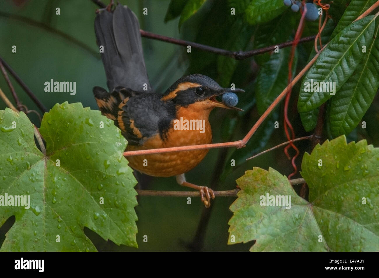 Varied Thrush (Ixoreus naevius) female feasting on the fruit of a wild ...