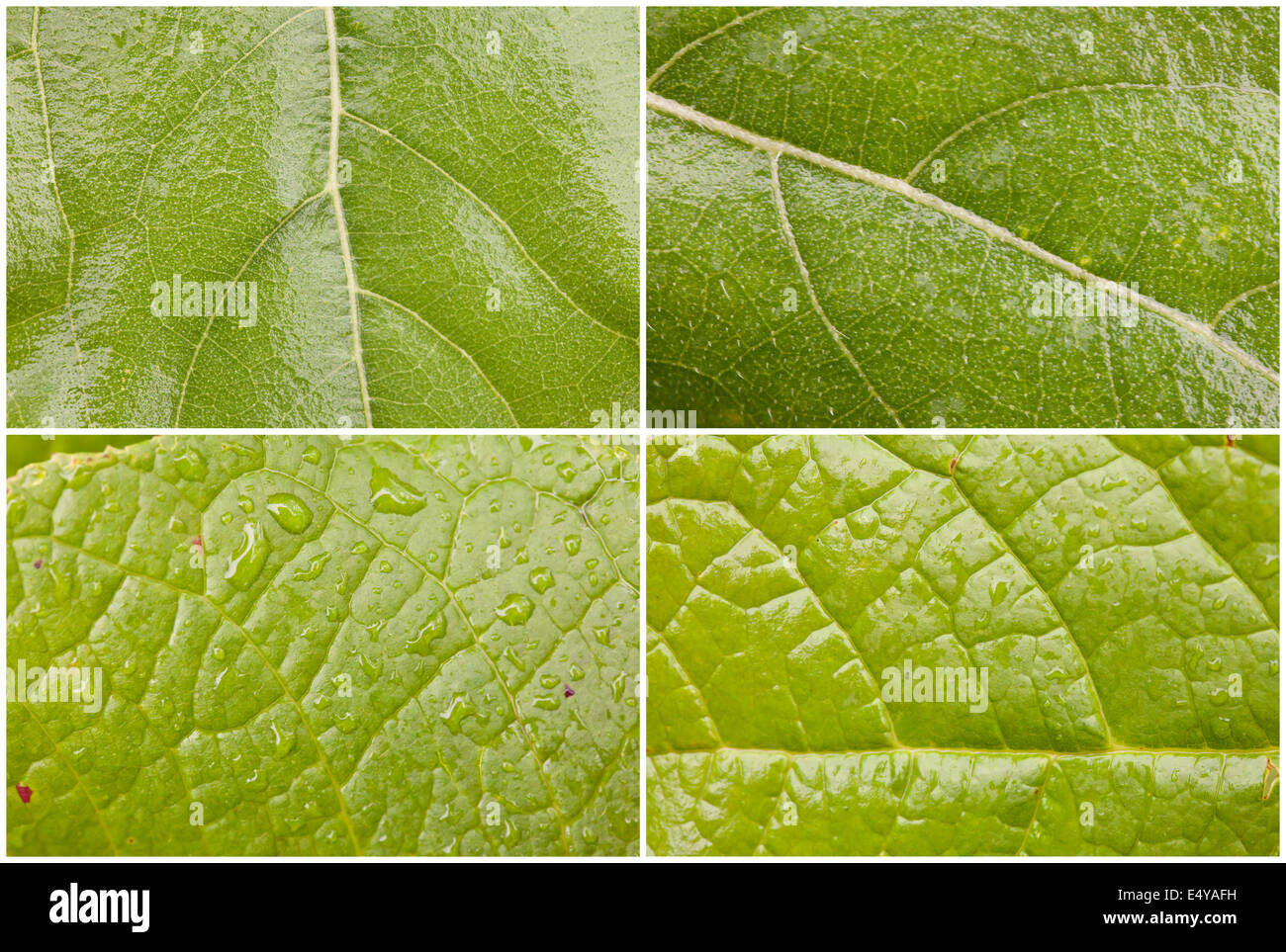 Set of leaves Stock Photo - Alamy