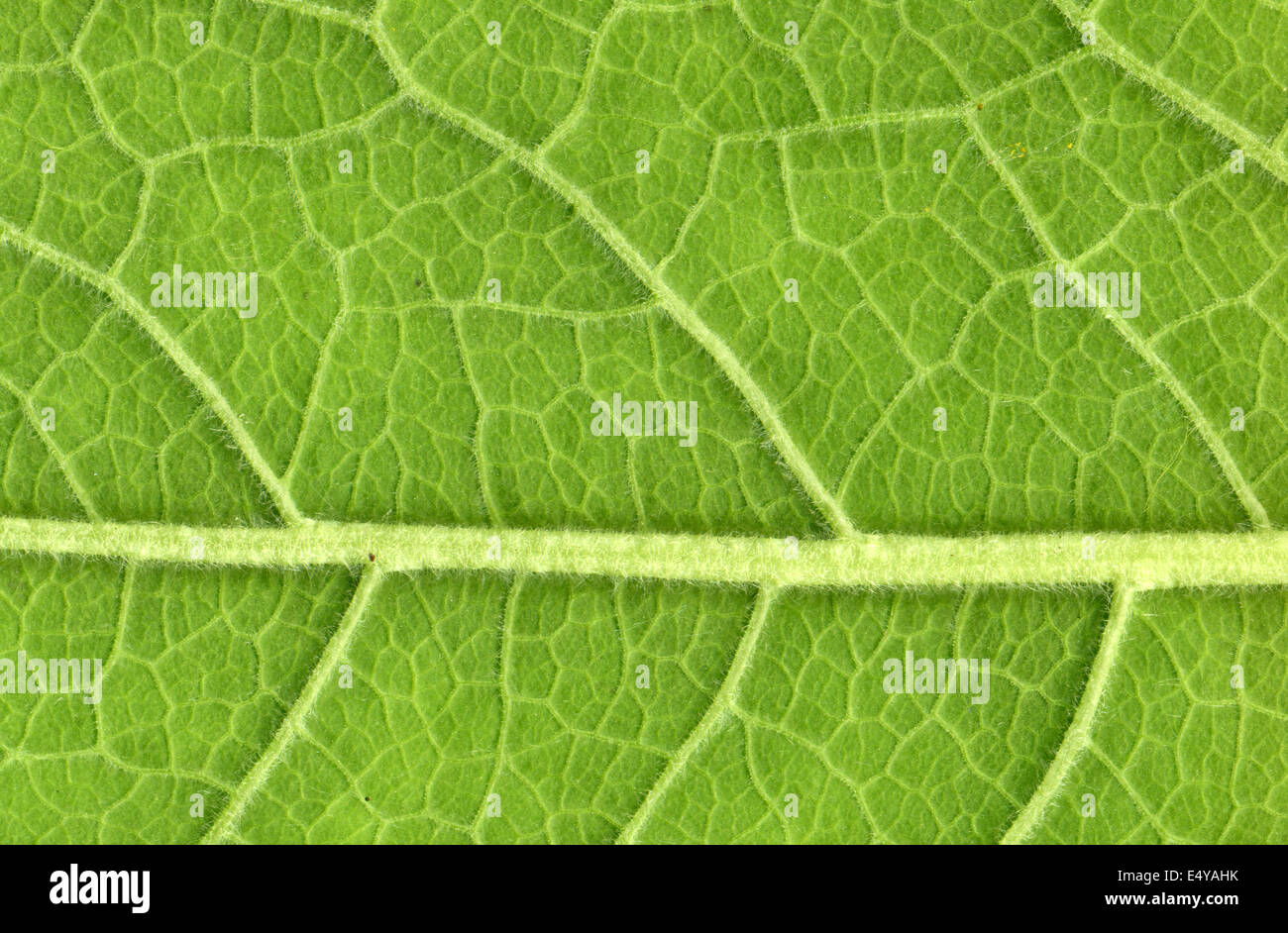 Leaf veins close up Stock Photo - Alamy