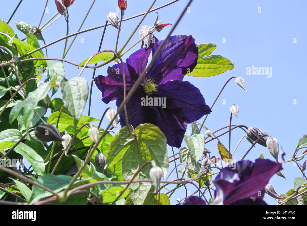 Flower against blue sky hi-res stock photography and images - Alamy