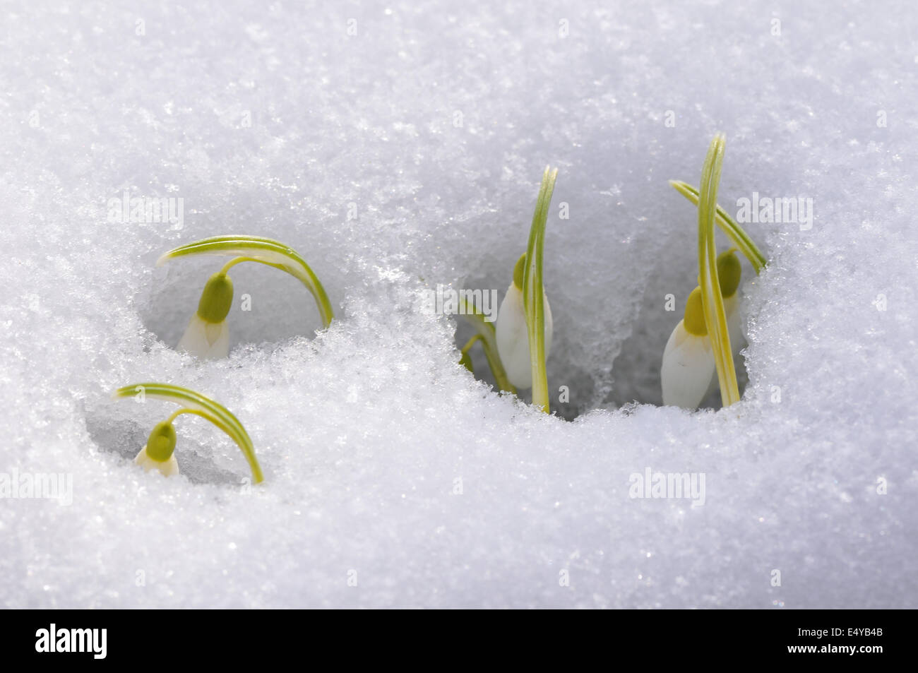 Snowdrop in snow Stock Photo - Alamy