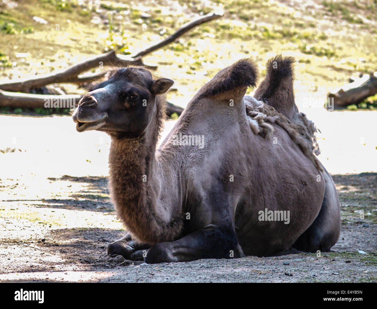 Old camel in shadow Stock Photo - Alamy