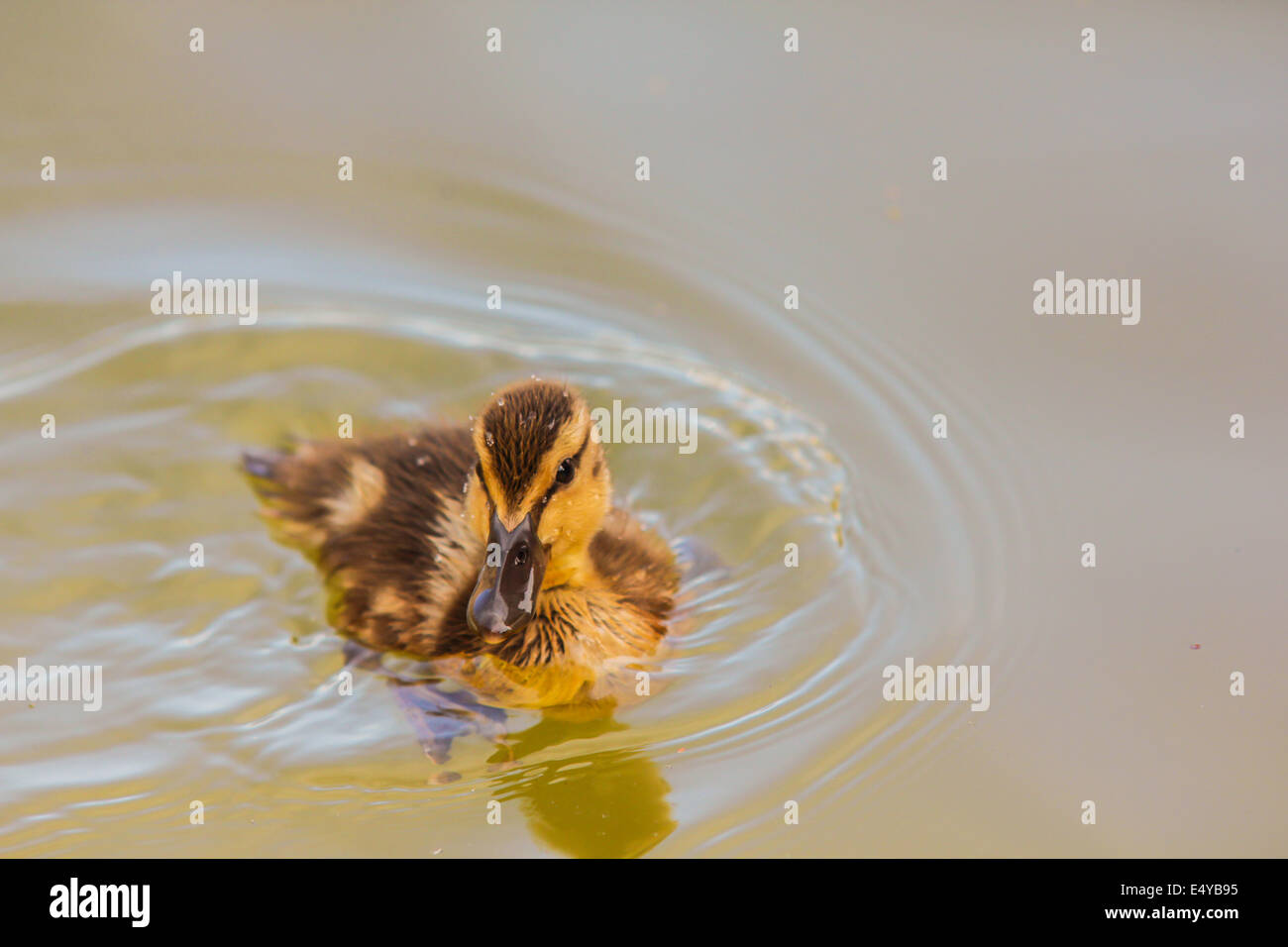 Duckling at sea Stock Photo - Alamy