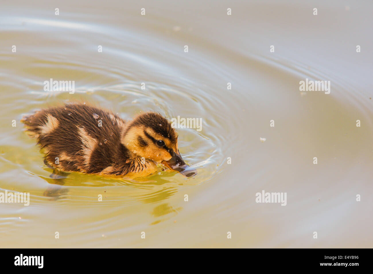 Duckling at sea Stock Photo - Alamy