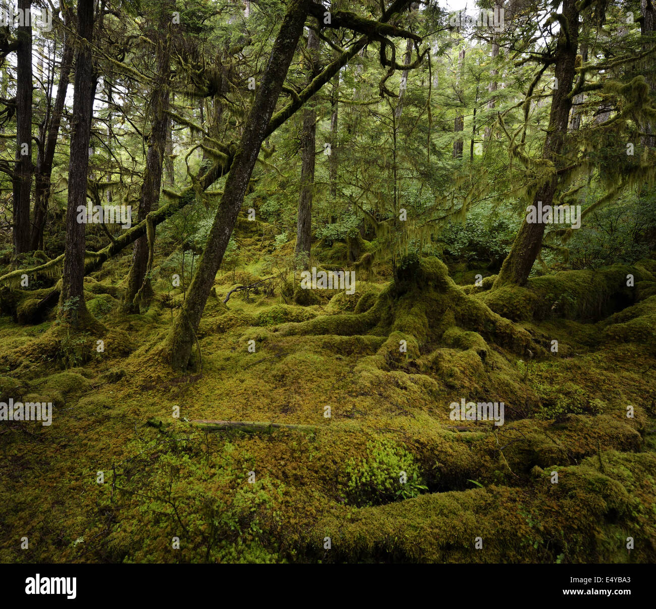 Rain forest ecosystem hi-res stock photography and images - Alamy
