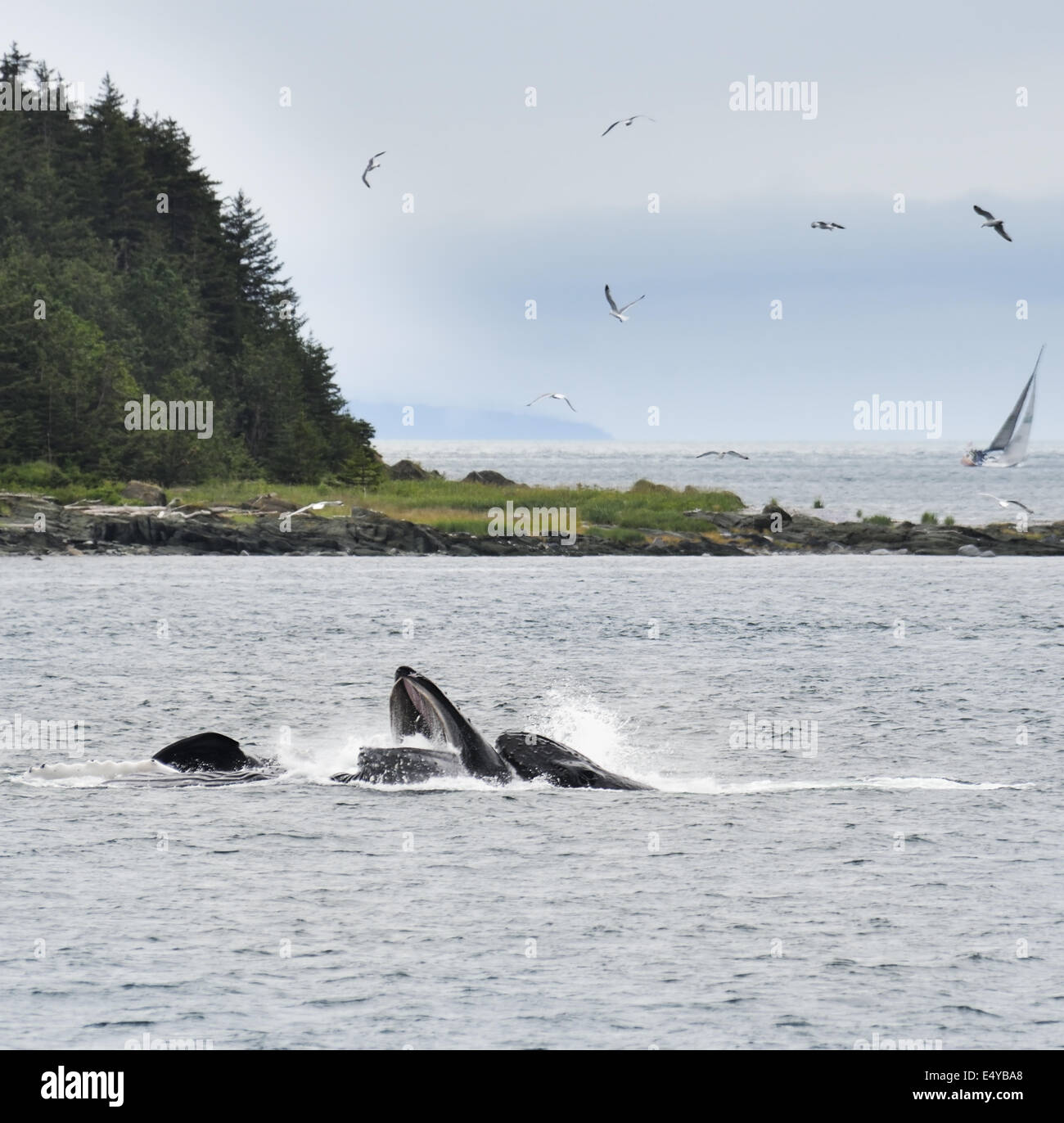 Humpback Whales Feeding Stock Photo - Alamy