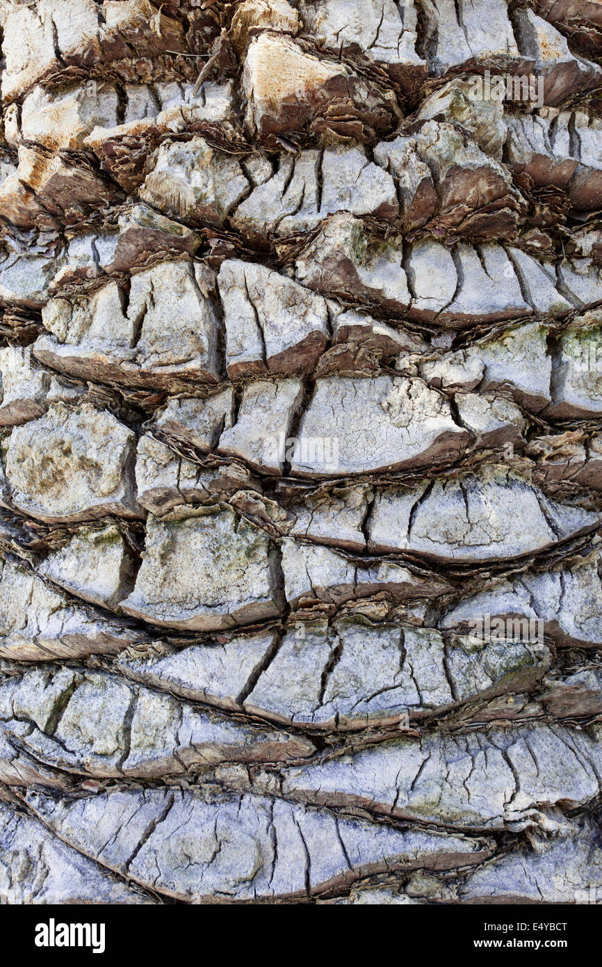 Palm tree stem detail hi-res stock photography and images - Alamy