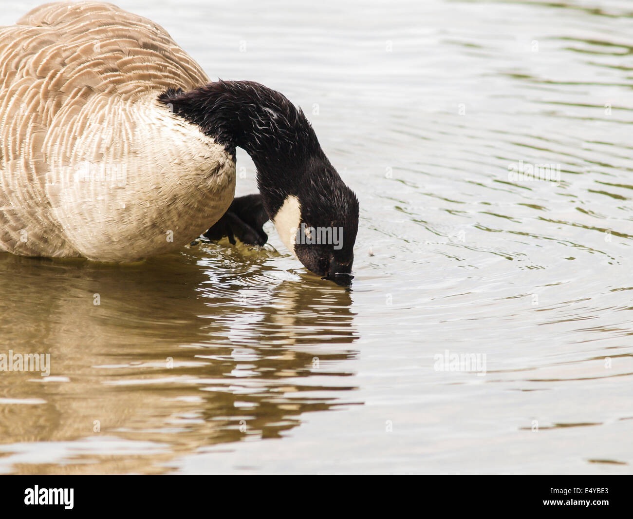 Barnacle goose drinking water Stock Photo - Alamy