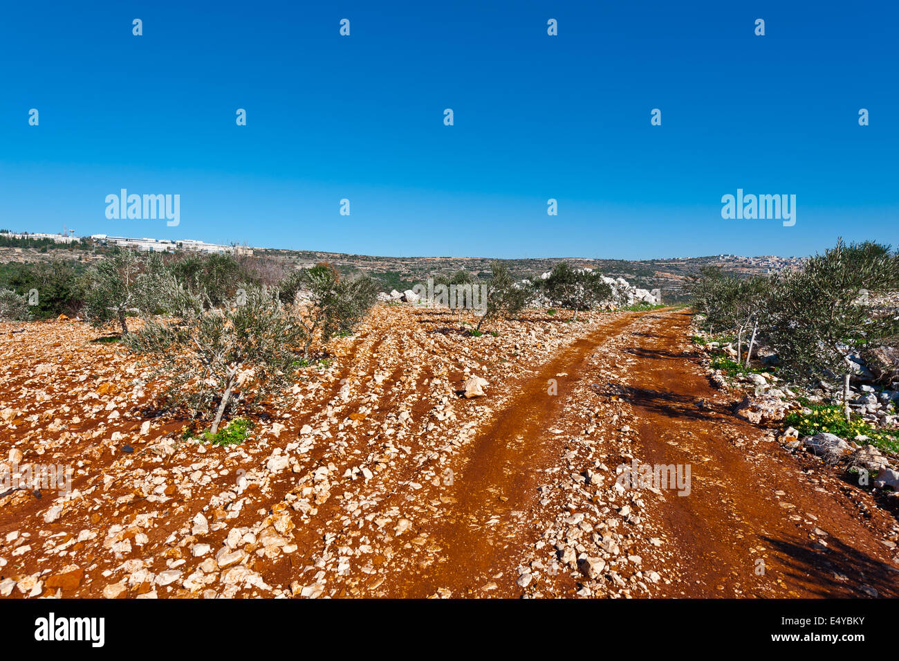 Olive grove israel hi-res stock photography and images - Alamy