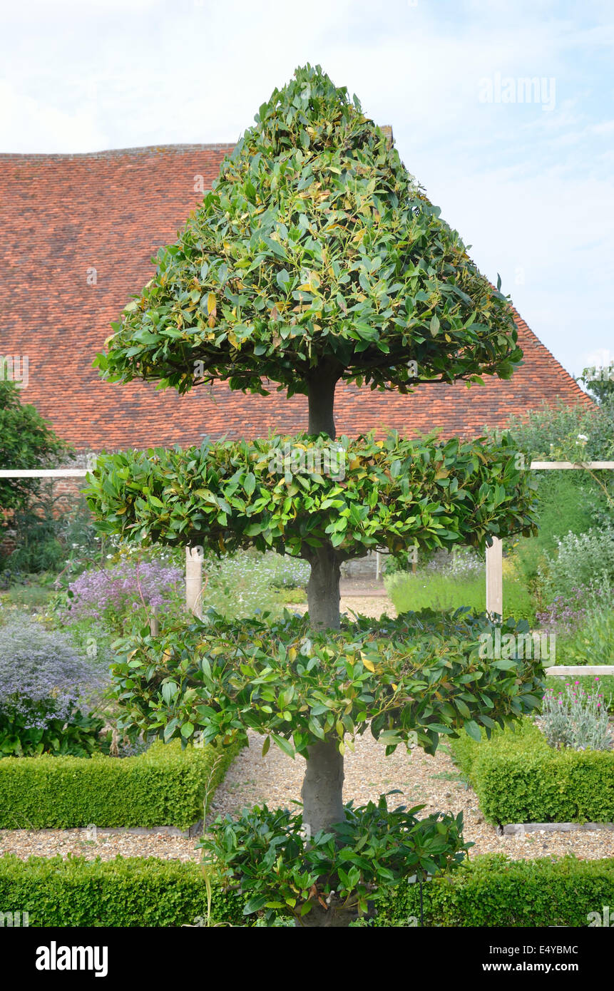 Yew topiary hi-res stock photography and images - Alamy