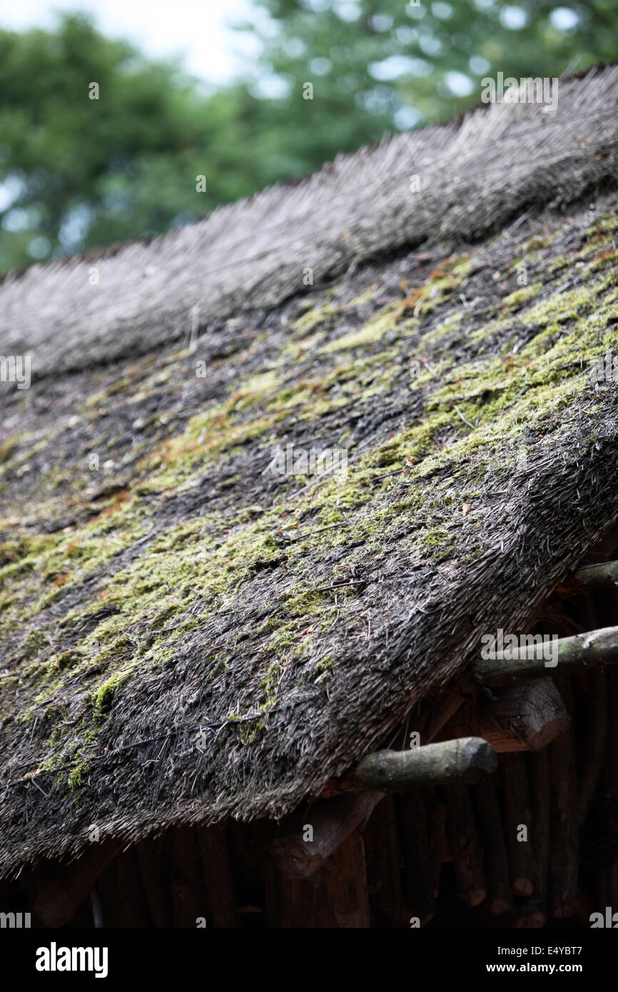 Thatch roof with moss Stock Photo - Alamy
