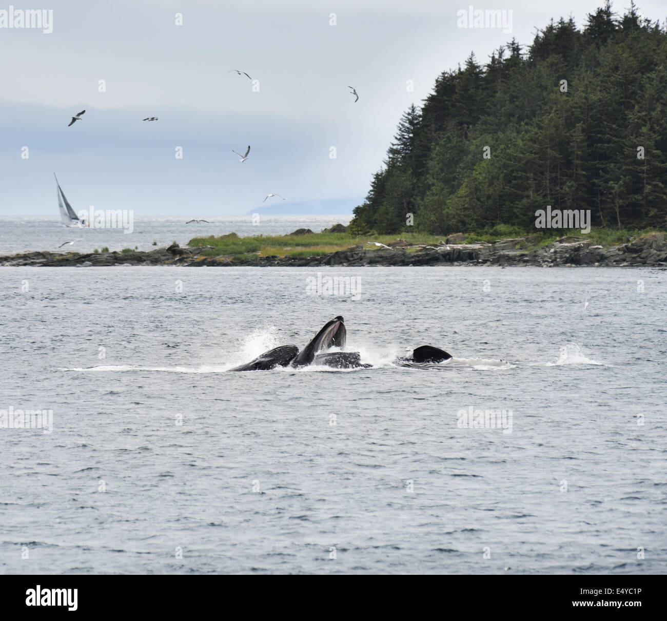 Humpback Whales Feeding Stock Photo - Alamy