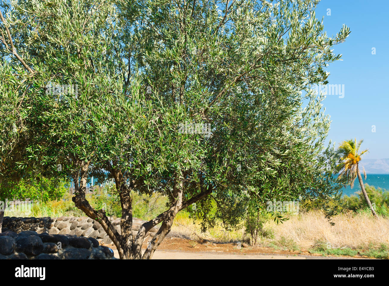 Palm tree olive tree hi-res stock photography and images - Alamy