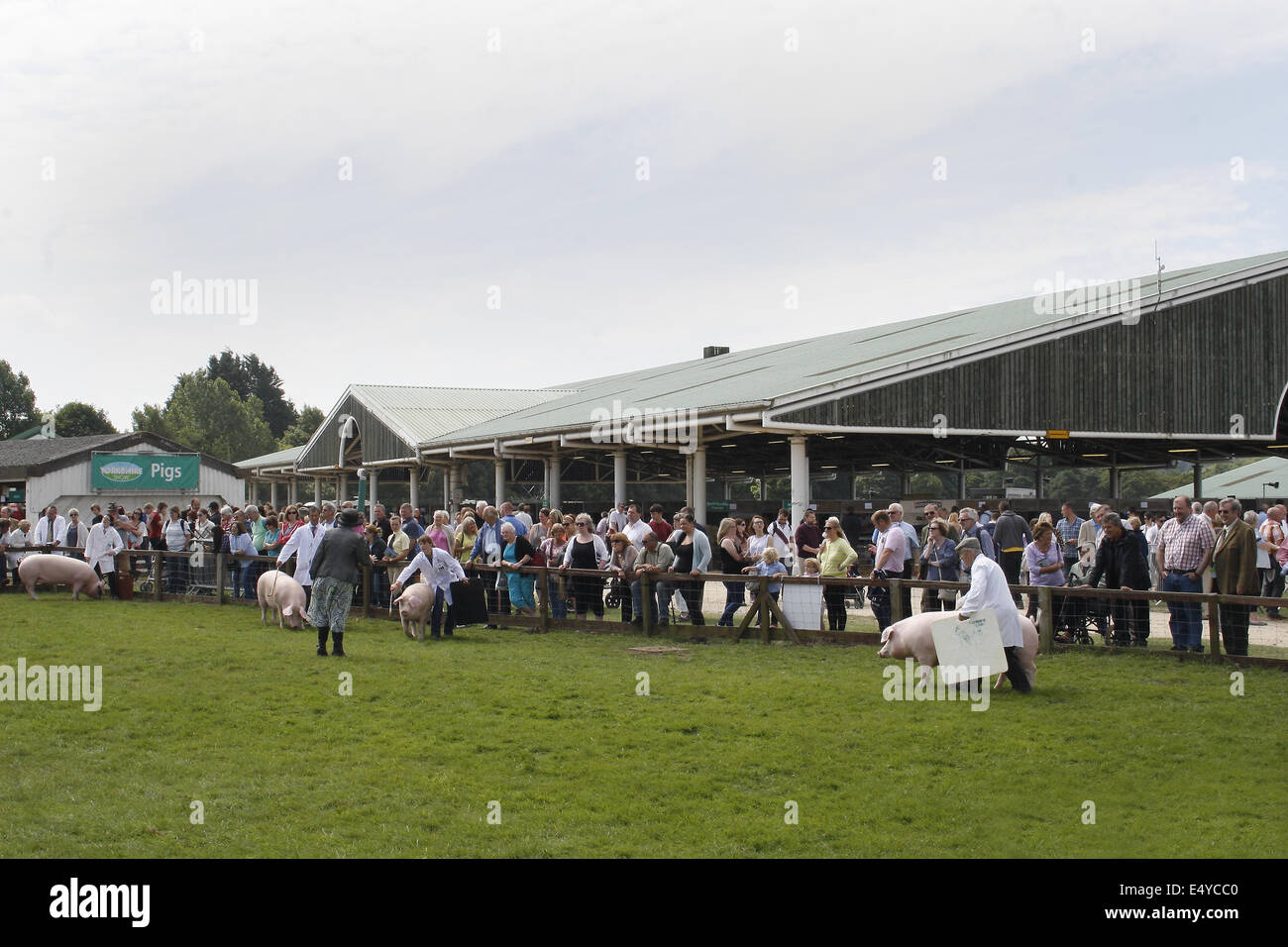 Yorkshire pigs being shown at Great Yorkshire Show, Harrogate ...