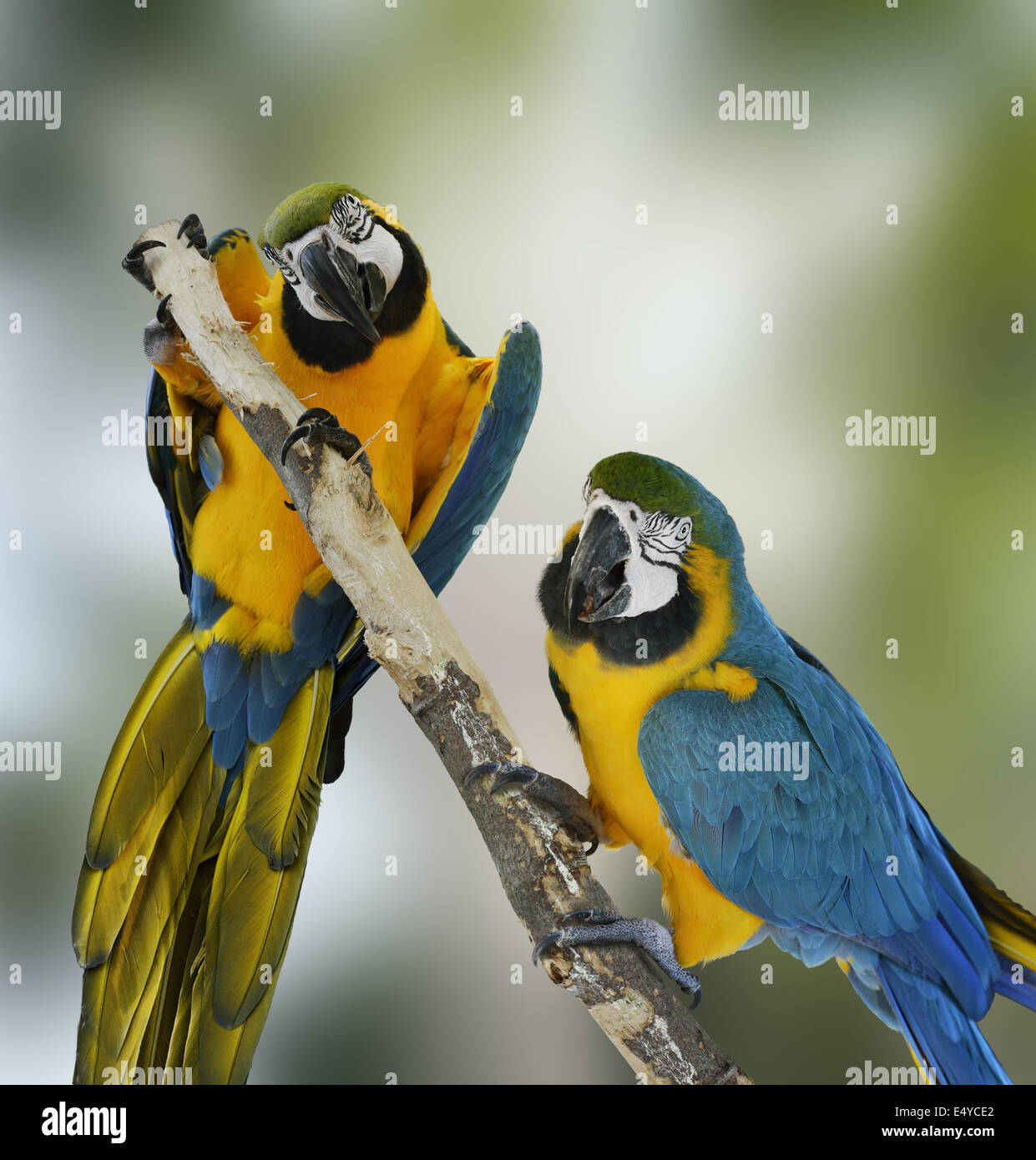 Blue macaw hi-res stock photography and images - Alamy
