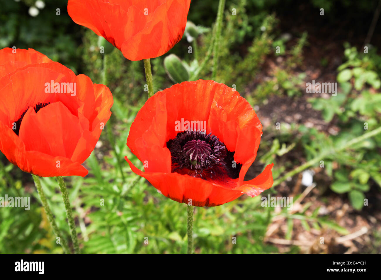 ‘Beauty of Livermere “ Stock Photo - Alamy