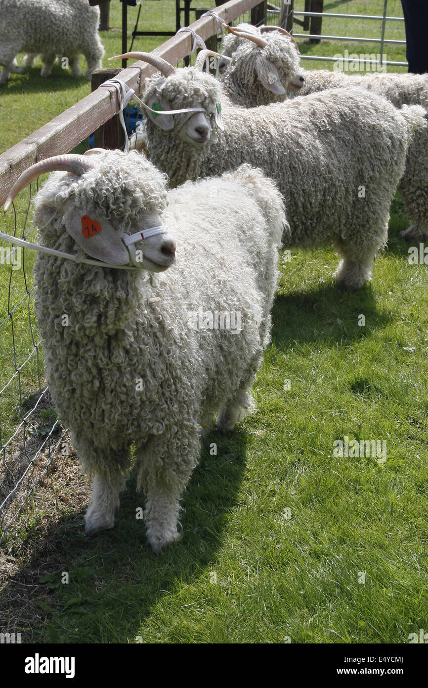 Great yorkshire show sheep hi-res stock photography and images - Alamy