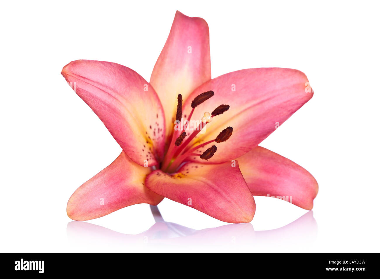 Detail of lily flower hi-res stock photography and images - Alamy