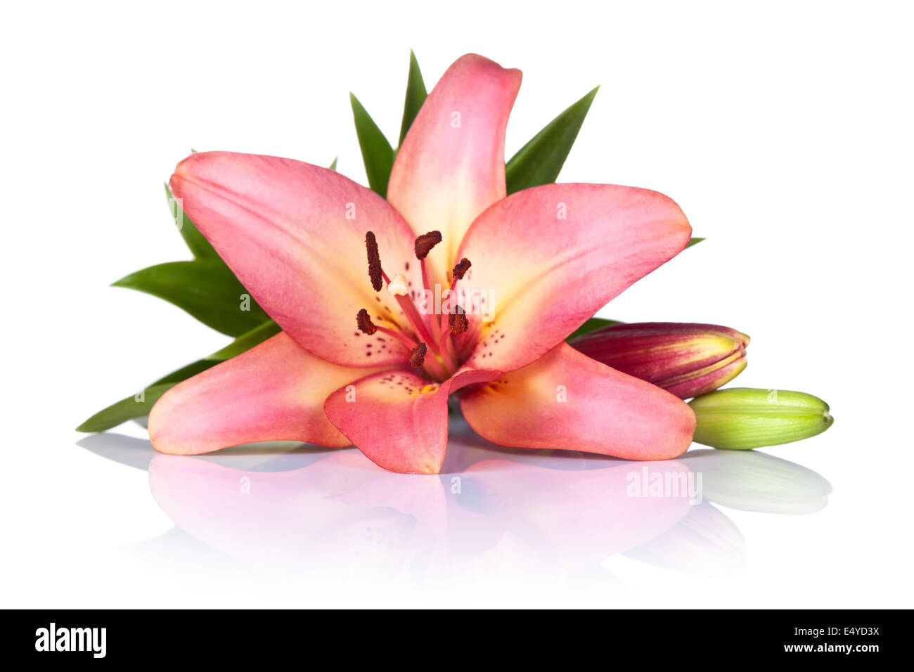 One lily flower hi-res stock photography and images - Alamy