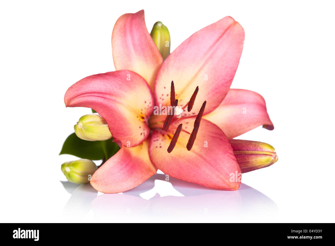 Lily detail Cut Out Stock Images & Pictures - Alamy