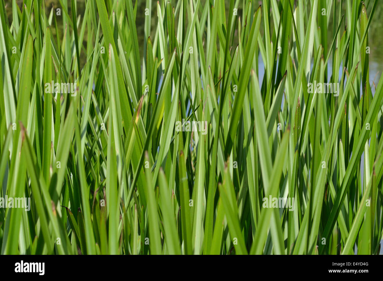 Pond water green reeds hi-res stock photography and images - Alamy