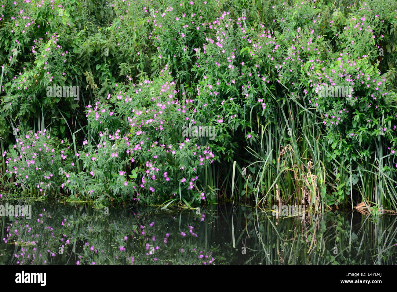 Purple riverside flowers Stock Photo - Alamy