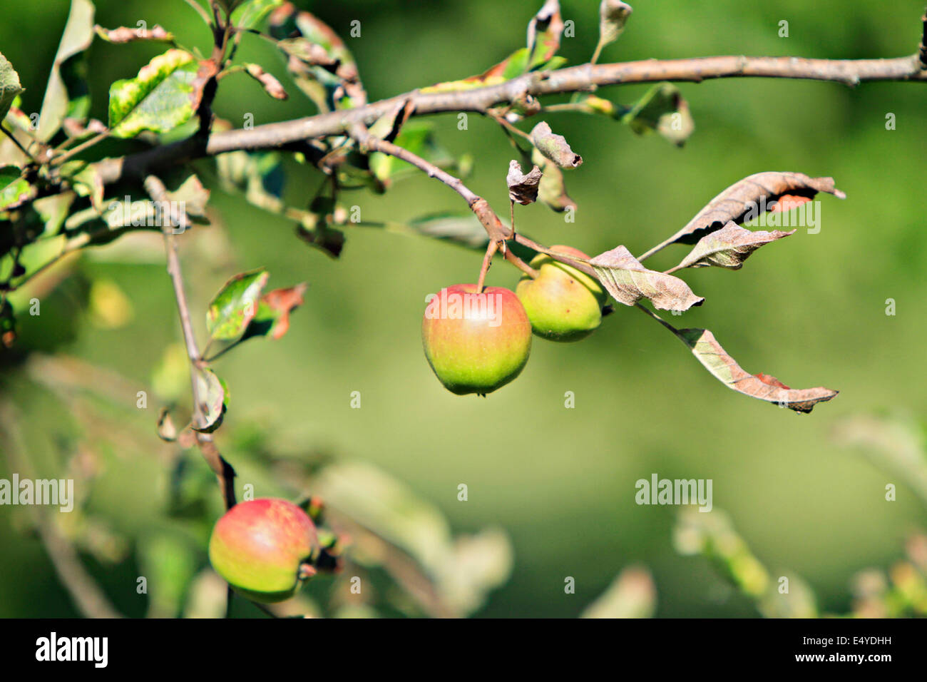 red apples on a branch Stock Photo - Alamy