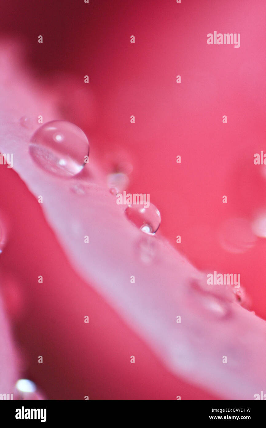 dew on rose petals Stock Photo - Alamy